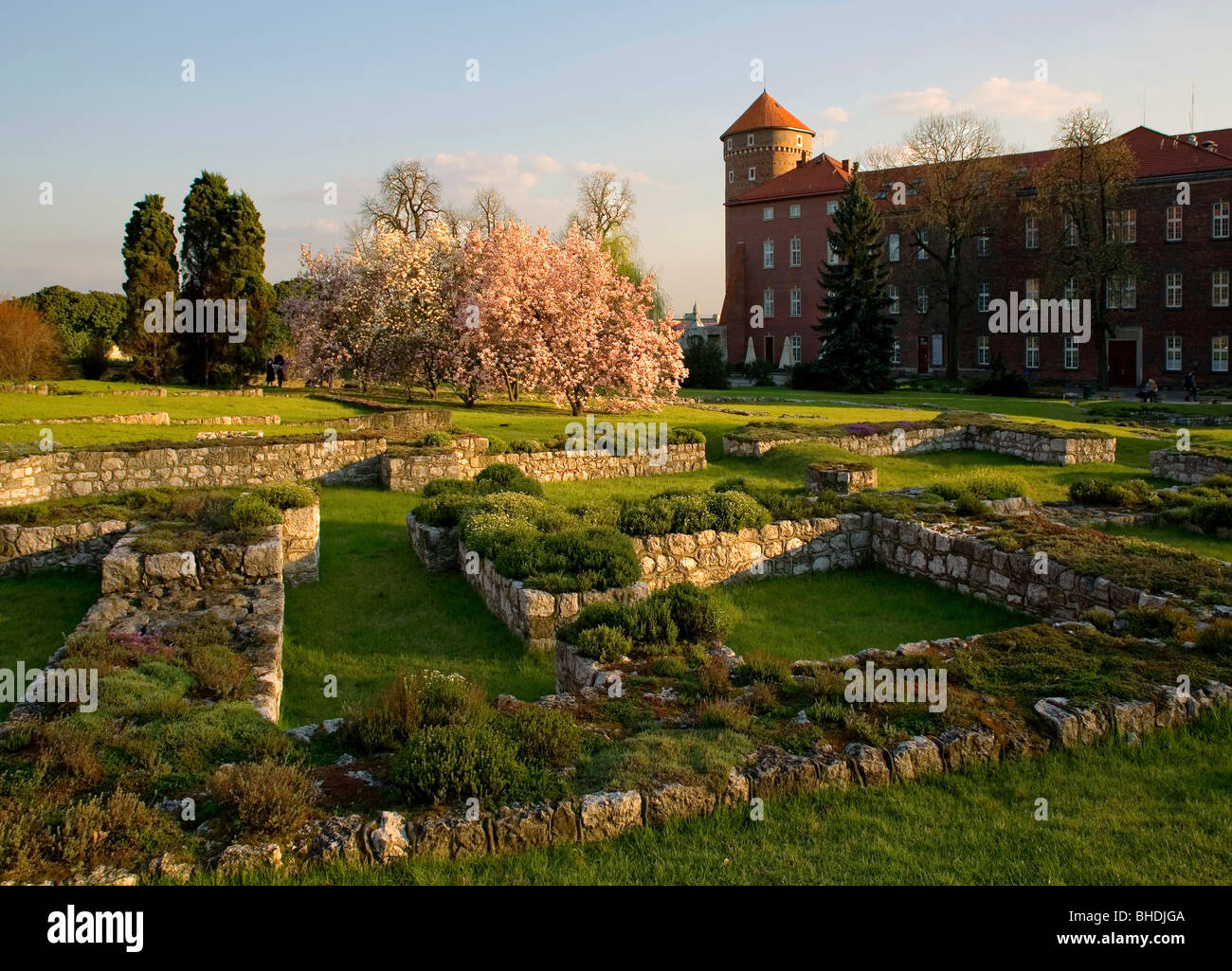 Poland, Krakow, Wawel Hill, Magnolia trees at spring, ruins Stock Photo ...