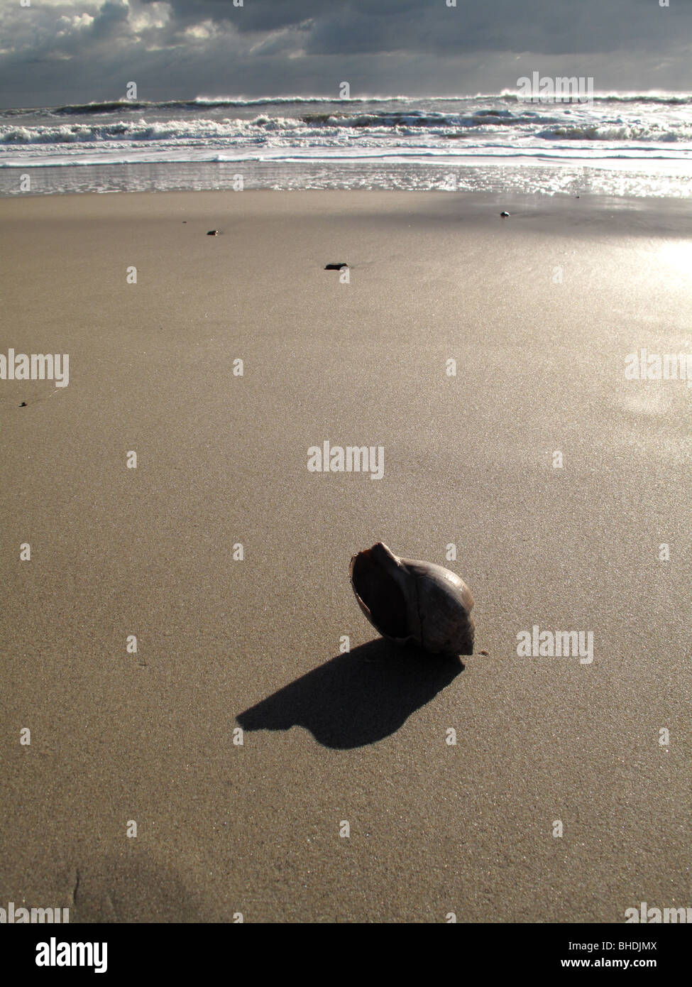 Beach fossils hi-res stock photography and images - Alamy