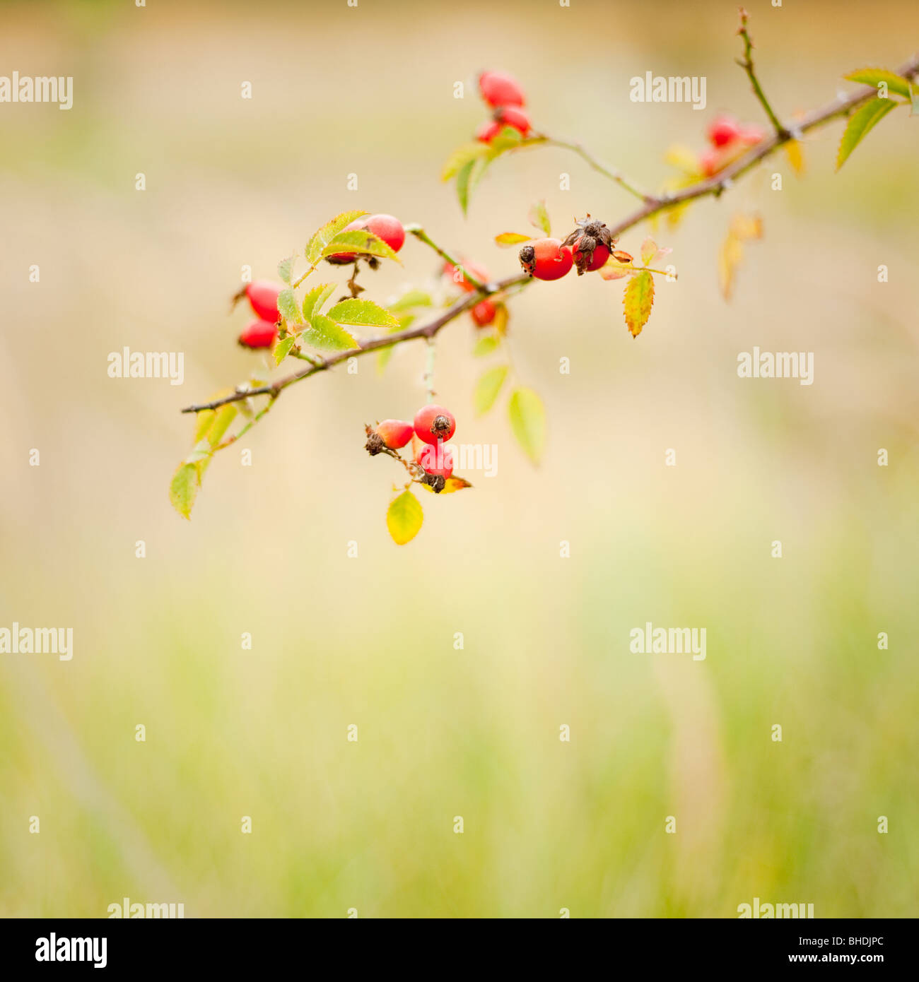 Briar fruit hi-res stock photography and images - Alamy