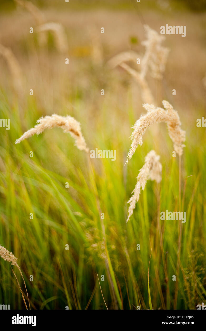 Ripe yellow grass field in the countryside Stock Photo - Alamy