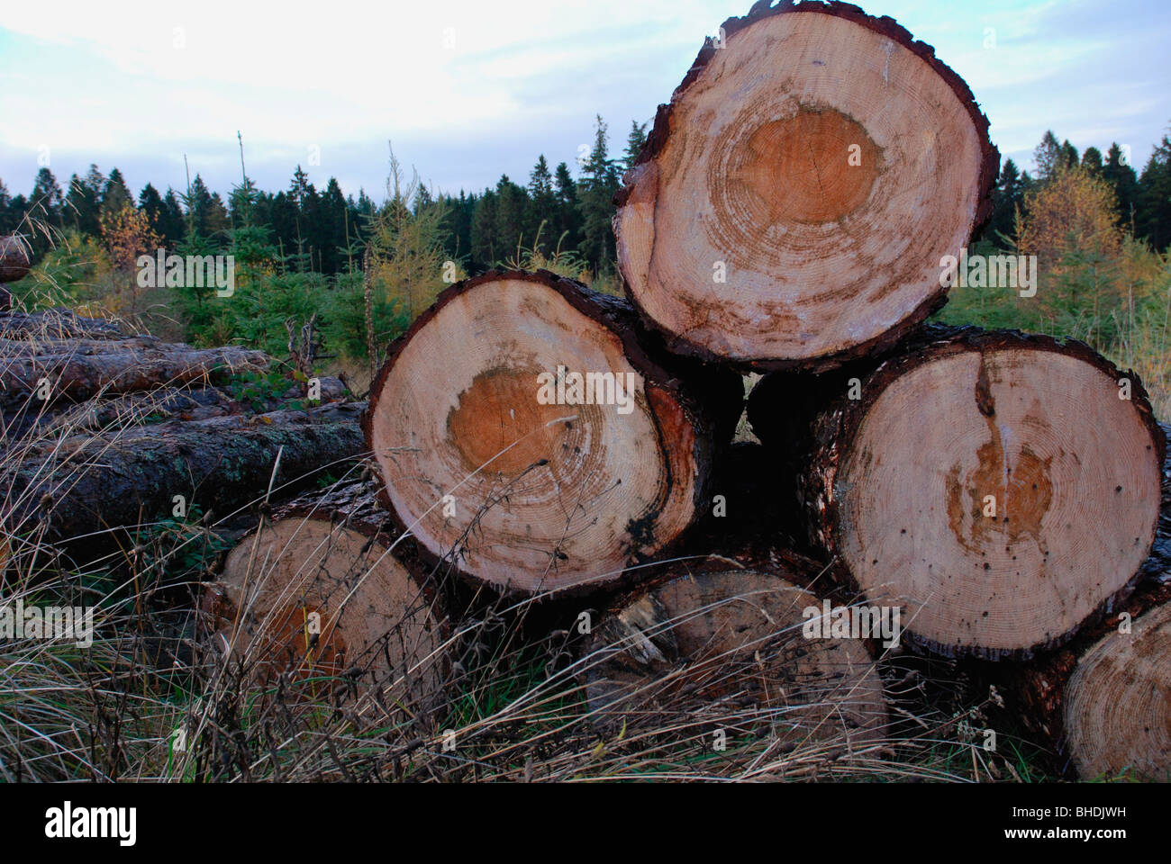Wood stack of felled timber Stock Photo - Alamy