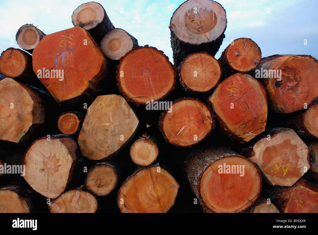 Wood stack of felled timber Stock Photo - Alamy
