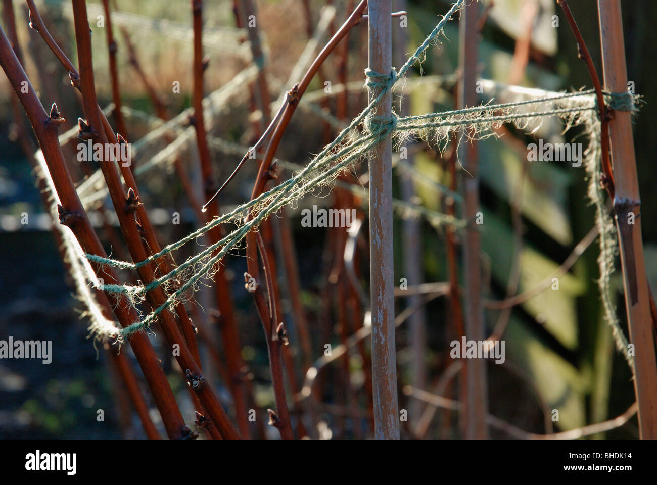 Raspberry canes hi-res stock photography and images - Alamy
