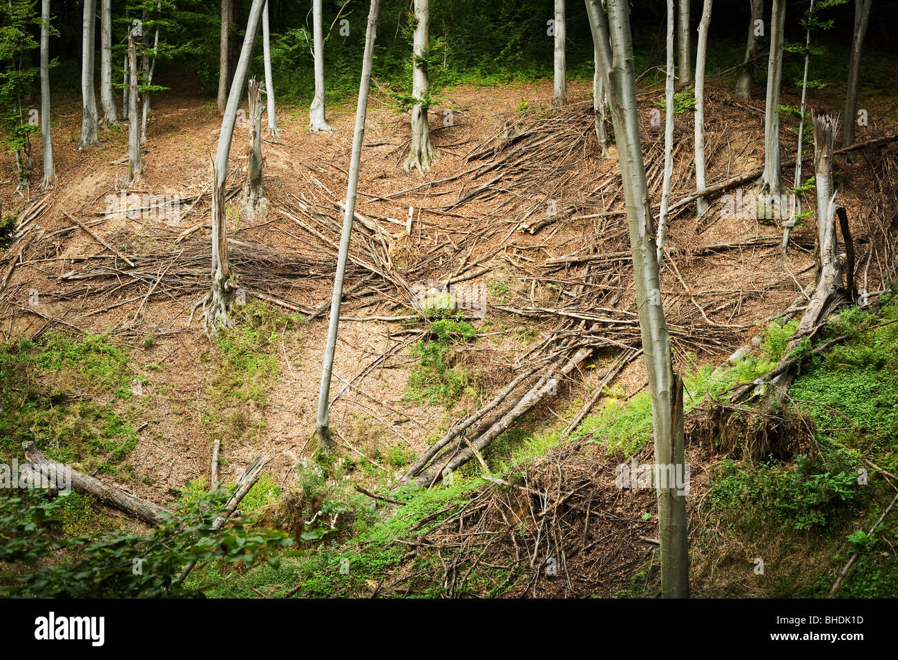 Fallen trees in a beech forest Stock Photo - Alamy