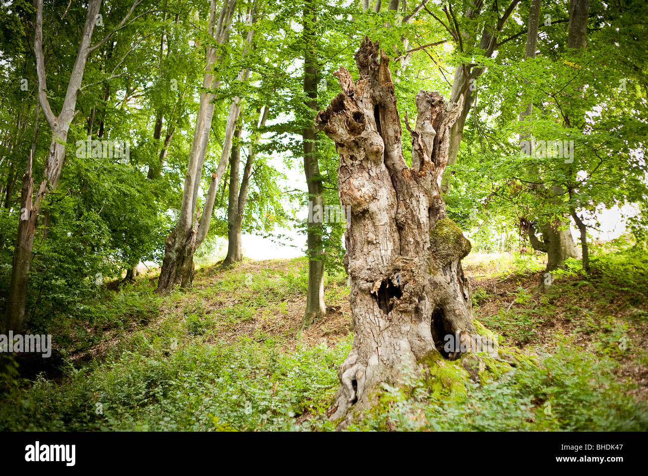 Tree stump in a beech forest Stock Photo - Alamy