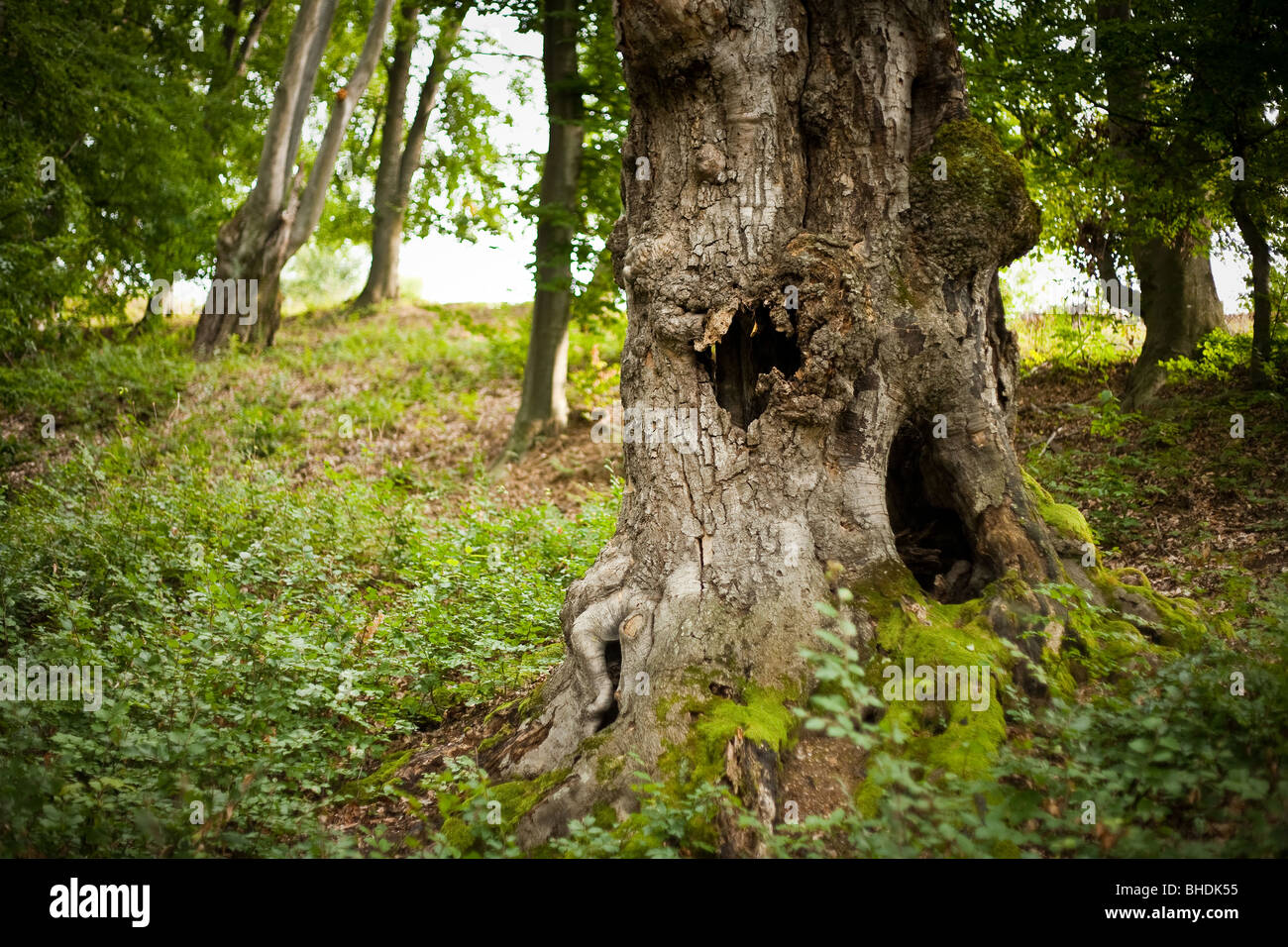Tree stump in a beech forest Stock Photo - Alamy