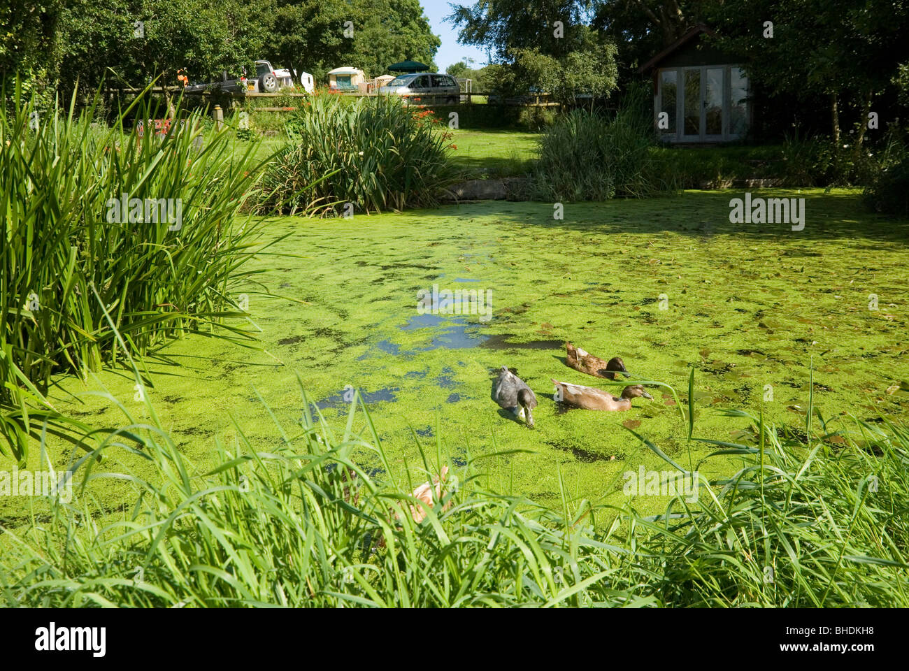 Ducks Swim on Pond Covered with Common Duckweed Lemna Minor on ...
