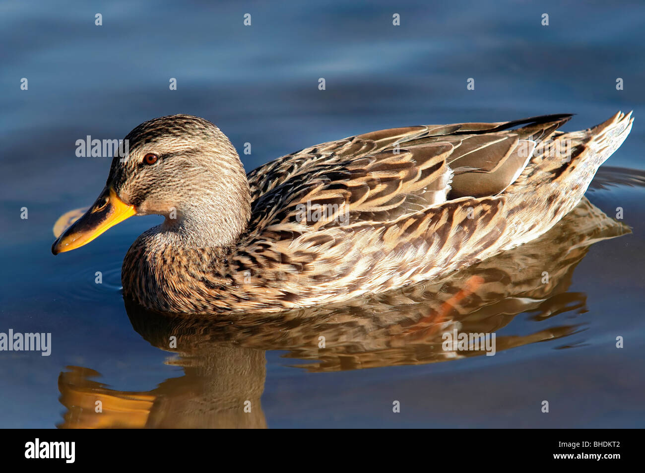wild duck floating on the water Stock Photo - Alamy