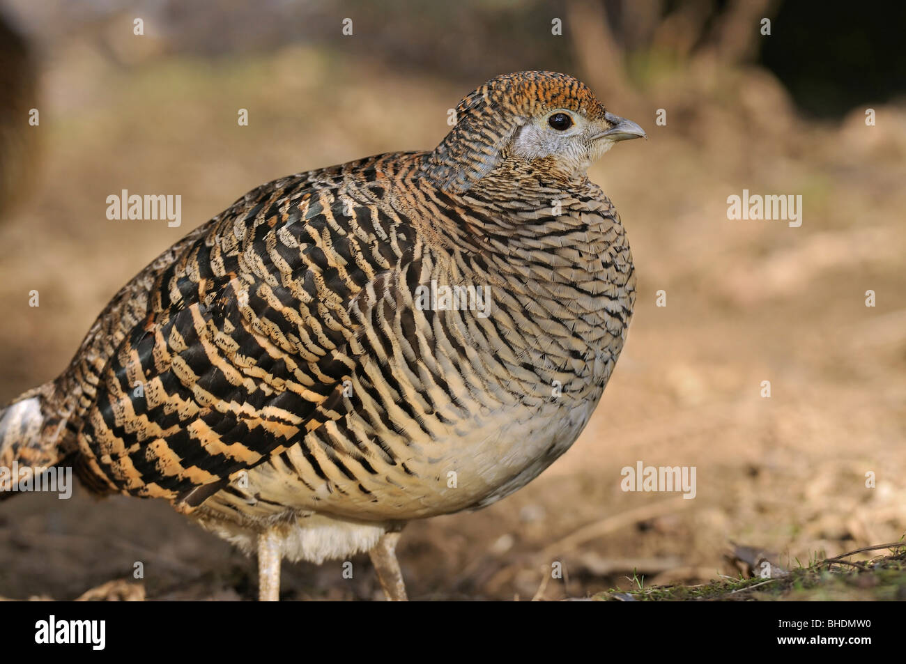 Golden Pheasant - Chrysolophus pictus Female Stock Photo - Alamy