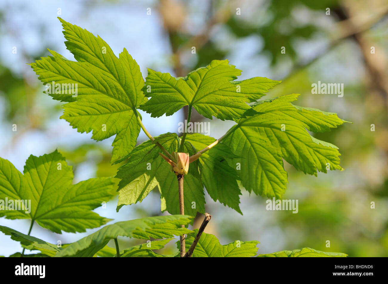 Sycamore Tree - Acer pseudoplatanus Fresh spring leaves Stock Photo - Alamy