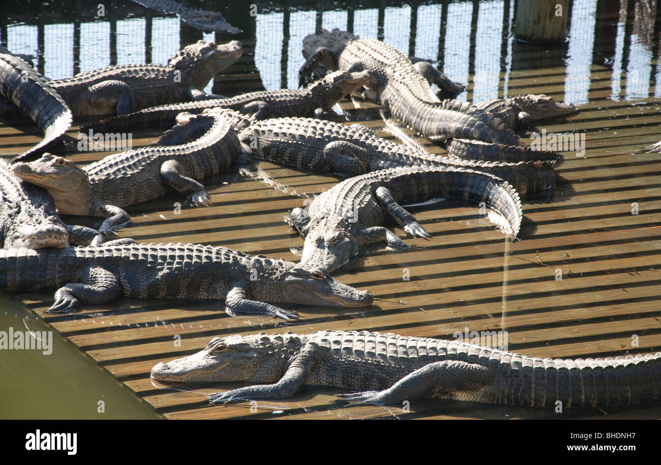 Gator hi-res stock photography and images - Alamy
