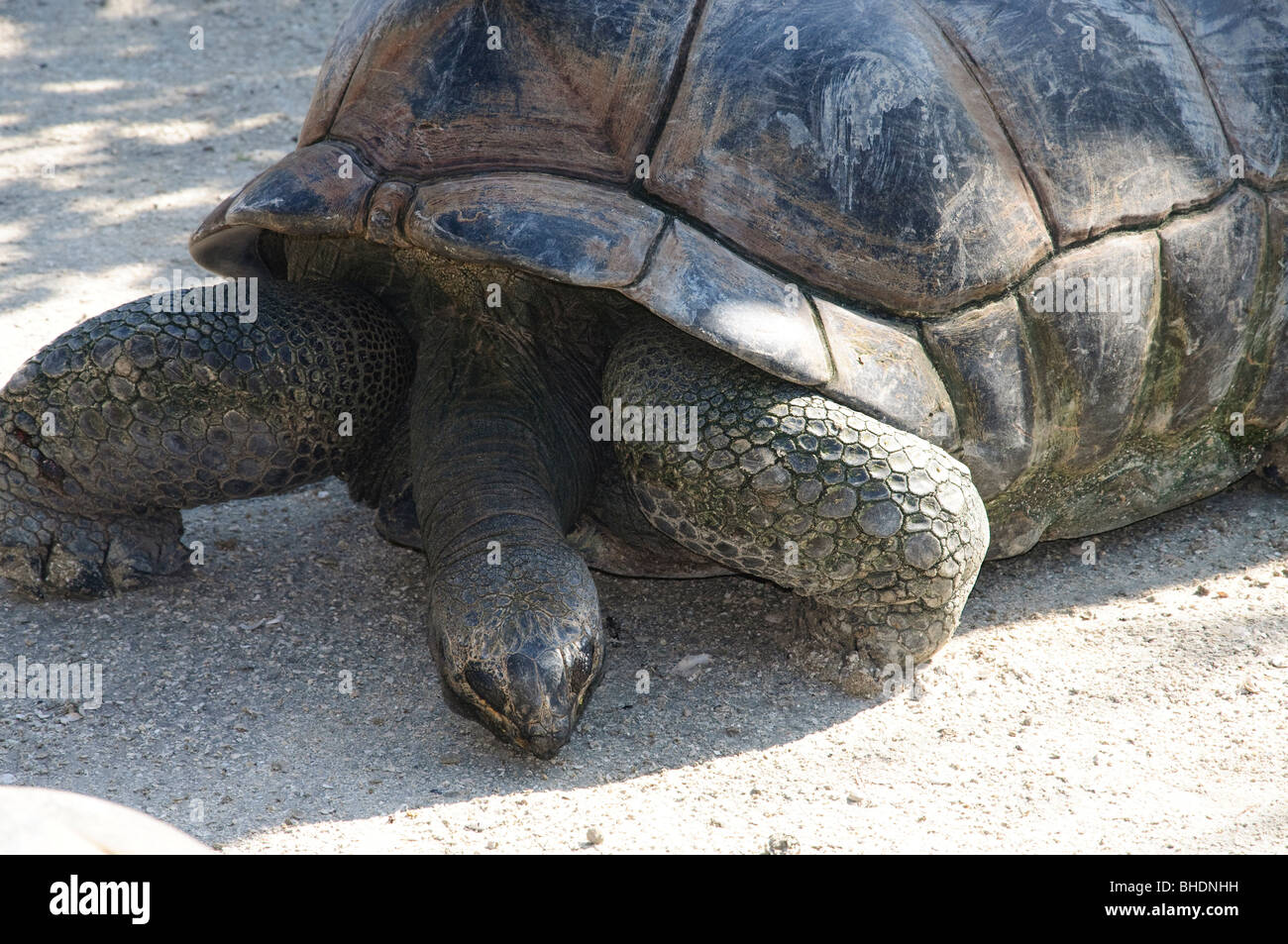 Gatorland, florida hi-res stock photography and images - Alamy