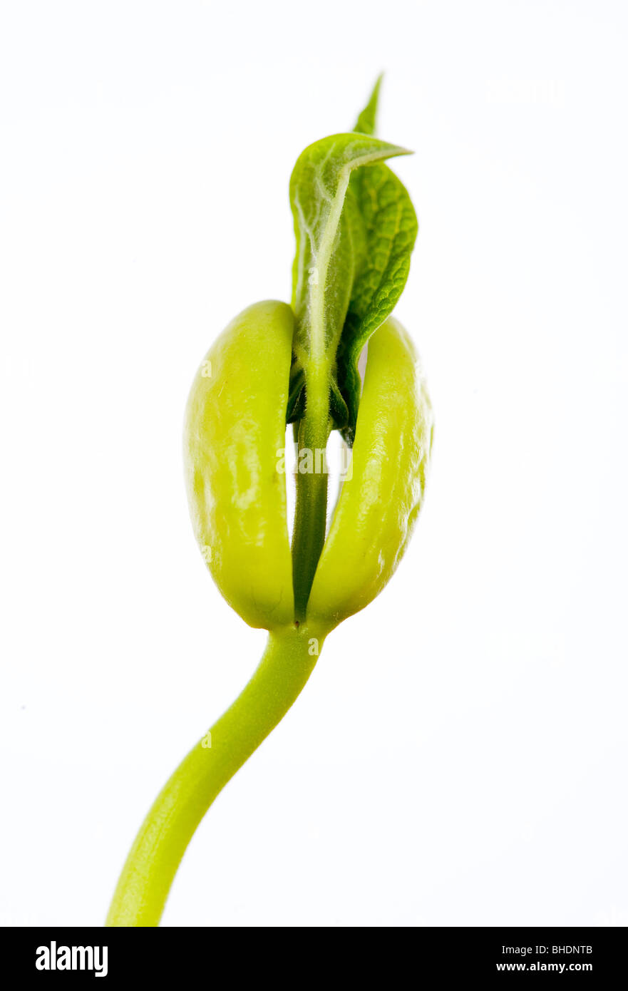 Close-up of a bean bud isolated on white background Stock Photo - Alamy