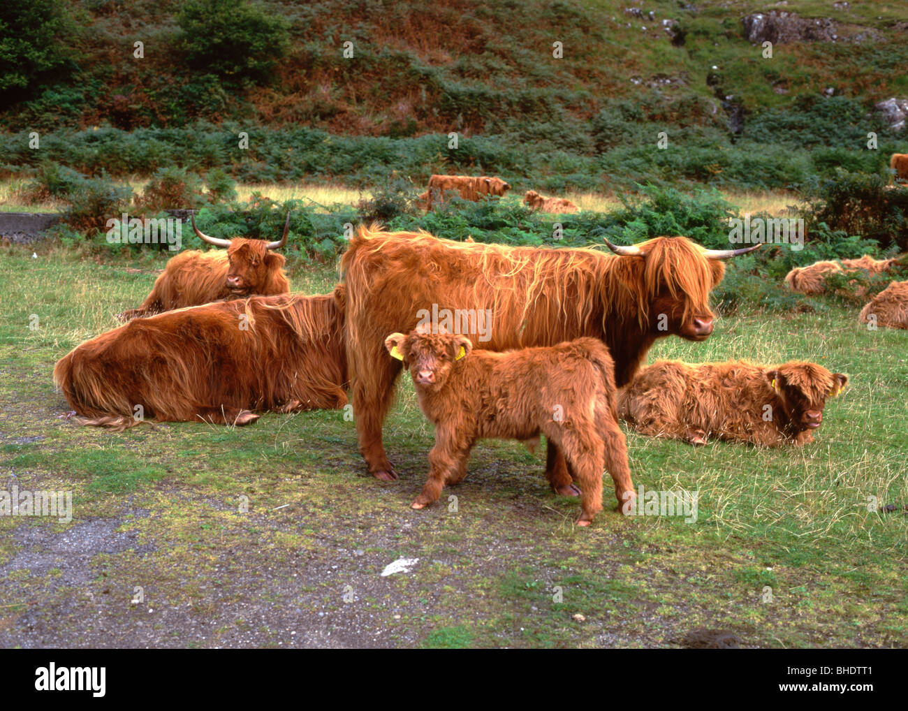Highland cows mull hi-res stock photography and images - Alamy
