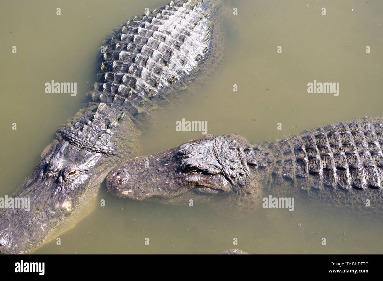 Alligators in Gatorland Orlando Florida FL Stock Photo - Alamy