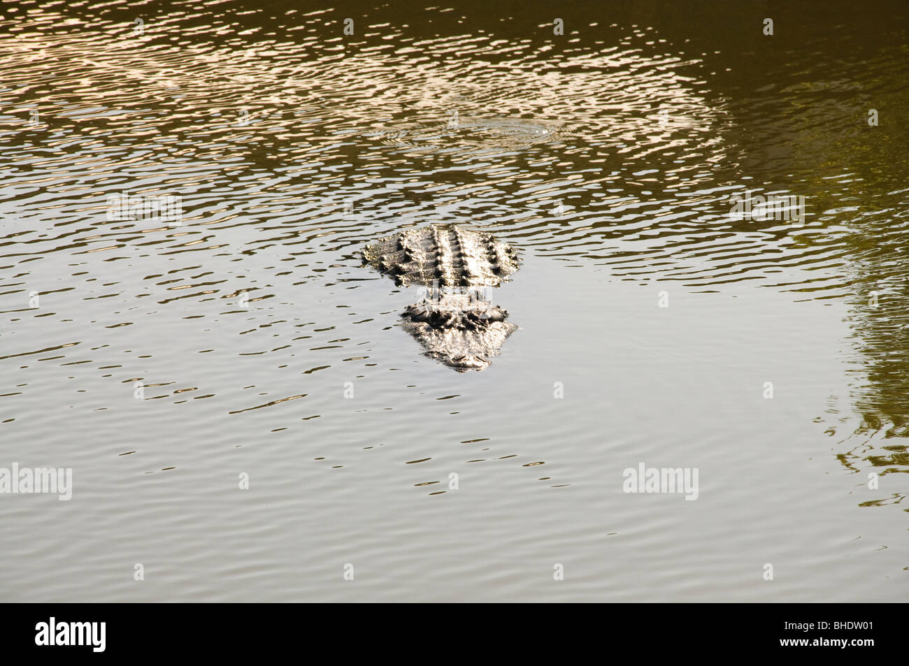 Alligators in Gatorland Orlando Florida FL Stock Photo - Alamy