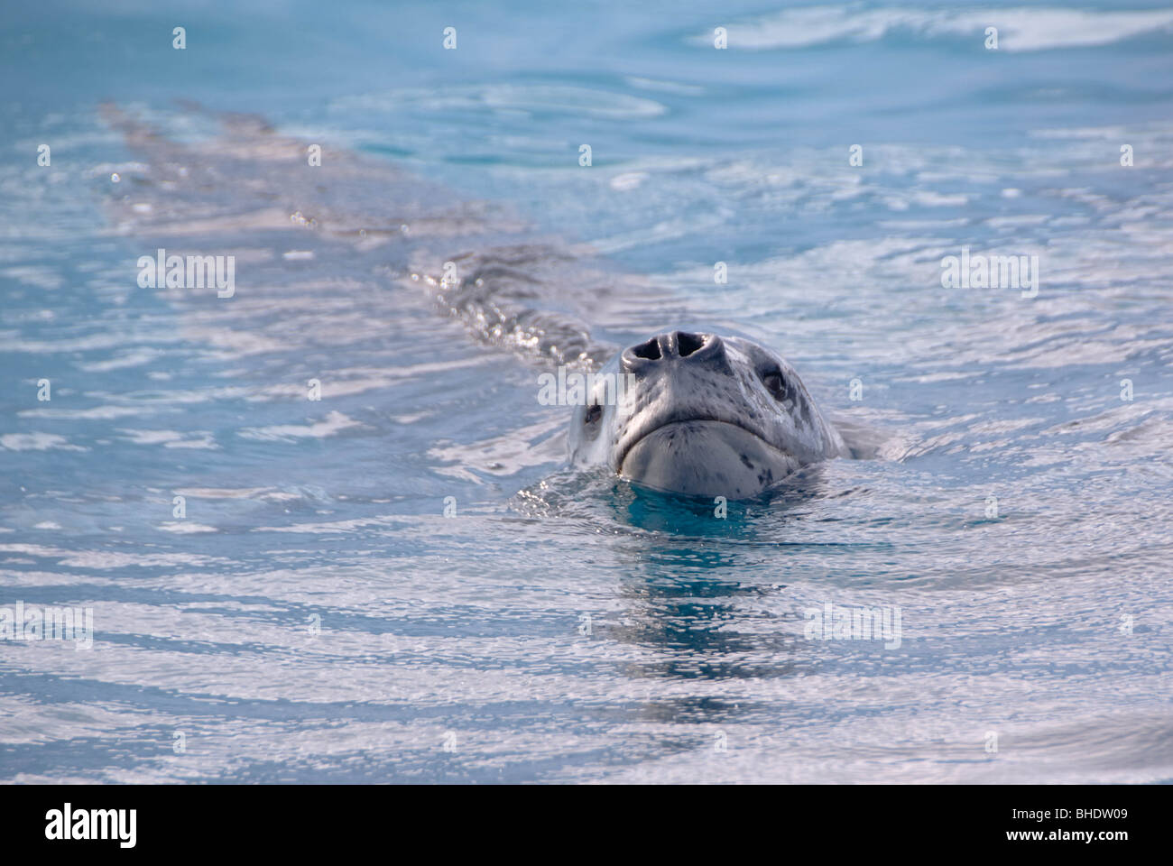 A Leopard Seal (Hydrurga leptonyx) in Antarctica Stock Photo - Alamy