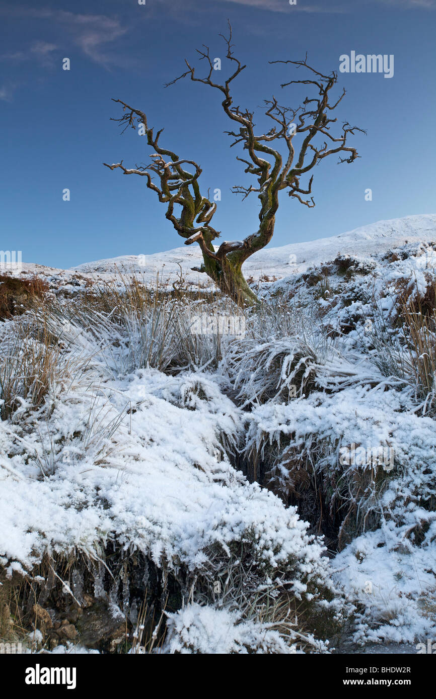 Dead tree in the snow, Isle of Skye, Scotland Stock Photo - Alamy