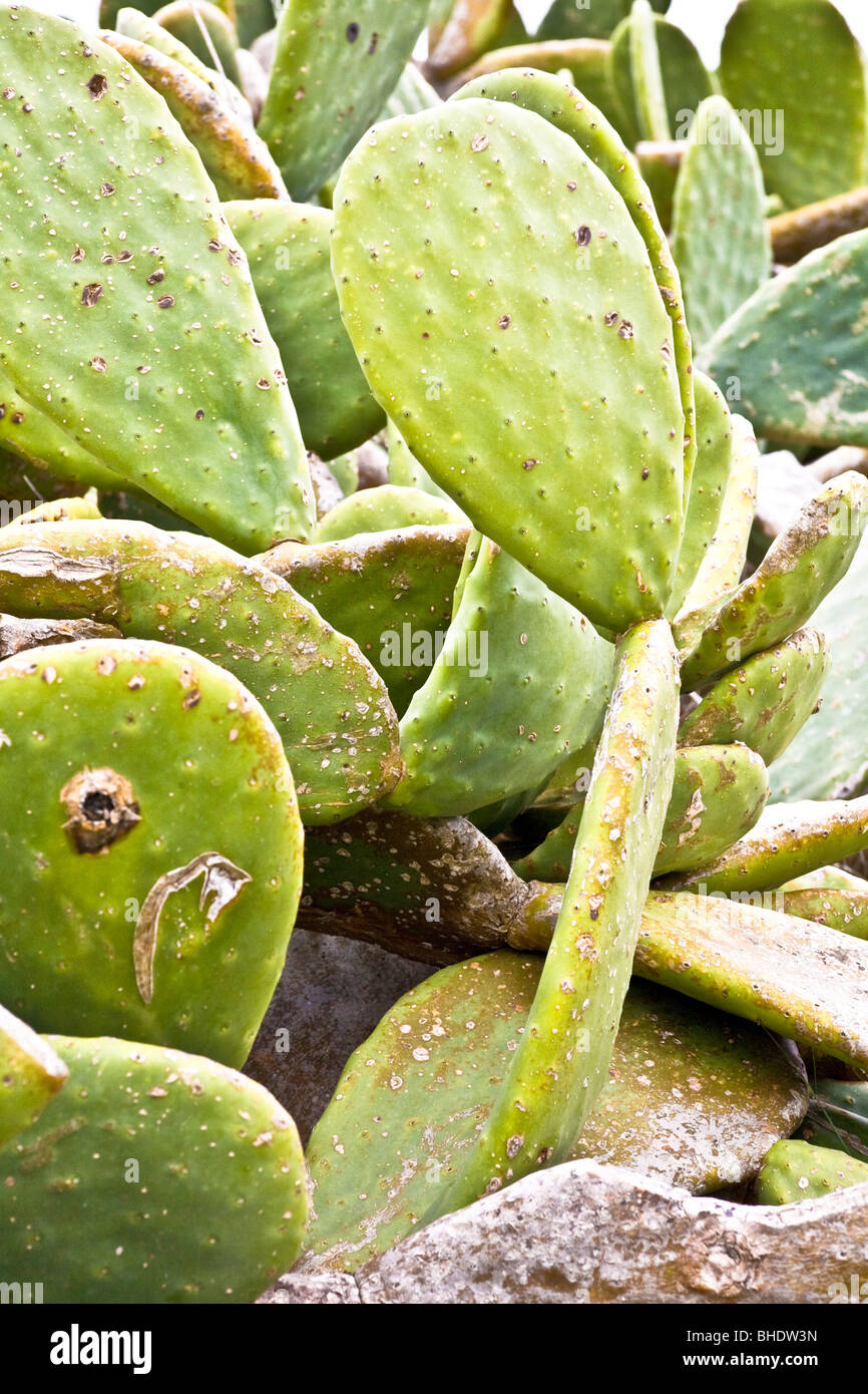 barbary fig, sicily, italy Stock Photo - Alamy