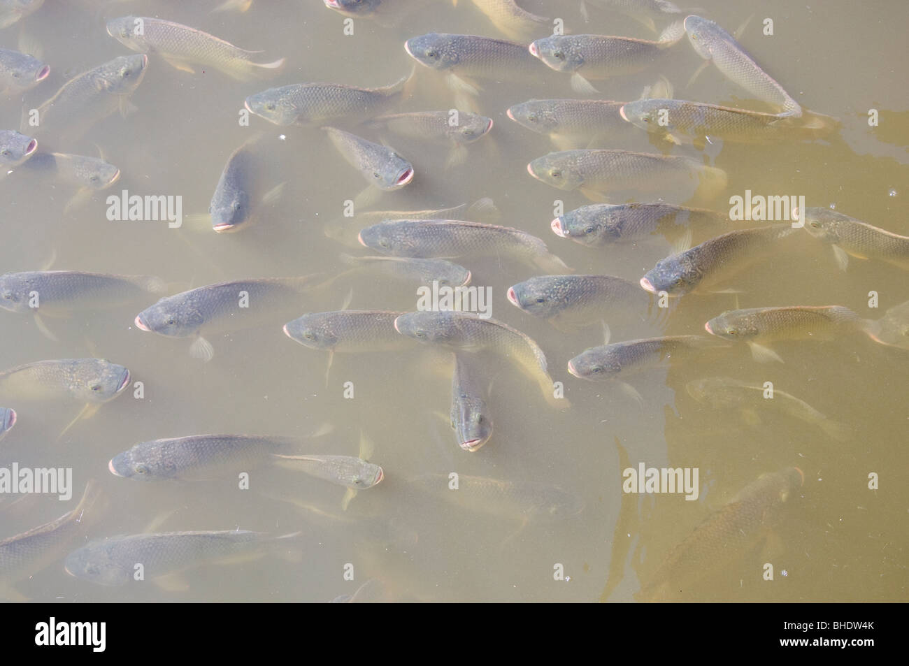 Land fish hi-res stock photography and images - Alamy