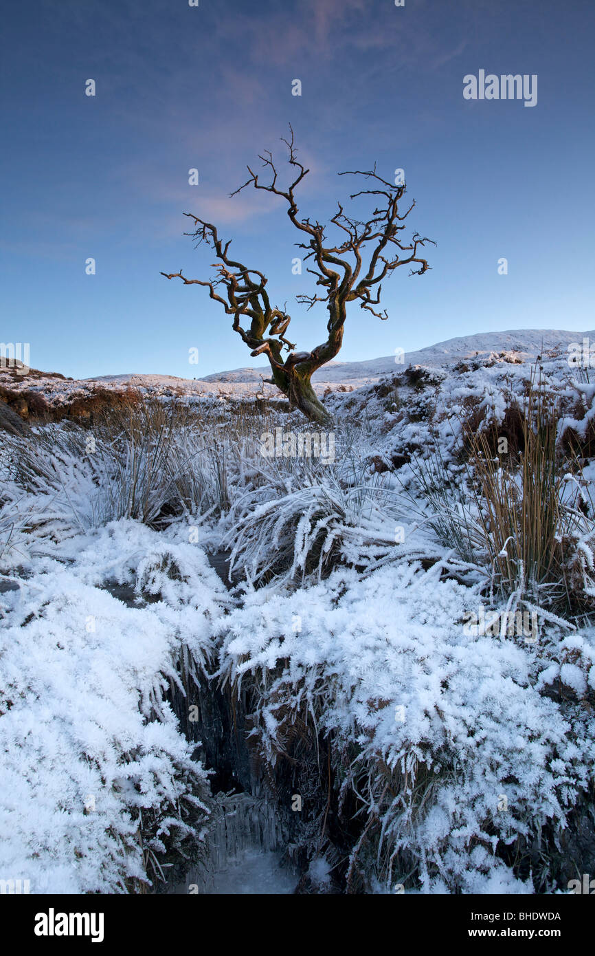 Dead Tree Skye High Resolution Stock Photography and Images - Alamy