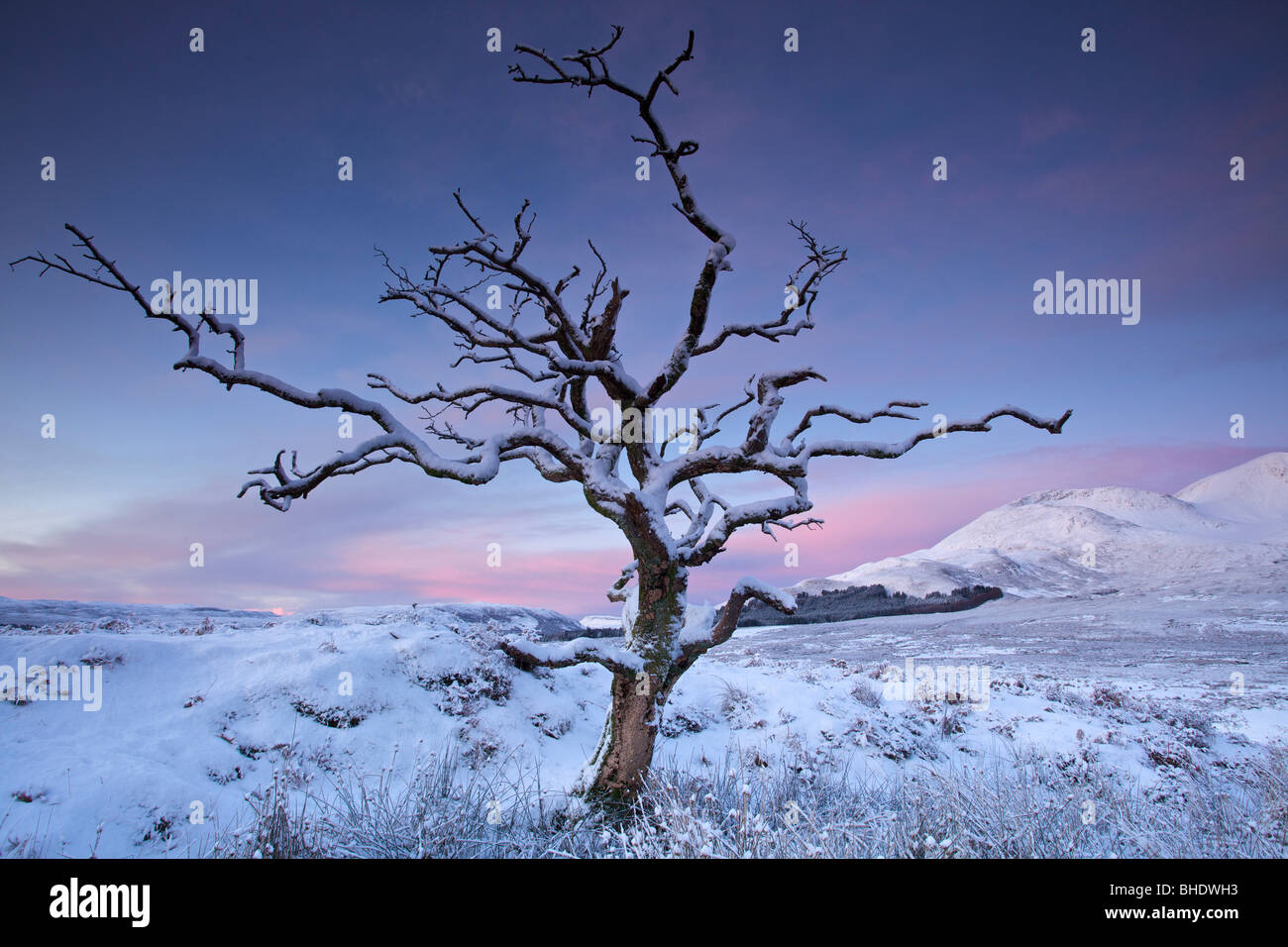 Skye tree hi-res stock photography and images - Alamy