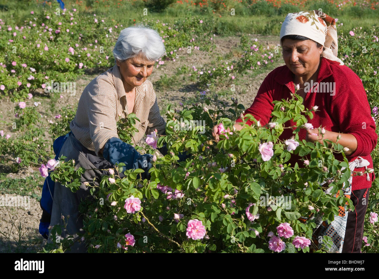 Bulgaria,Kazanlak,Roses Valley,Gathering of Roses Stock Photo - Alamy