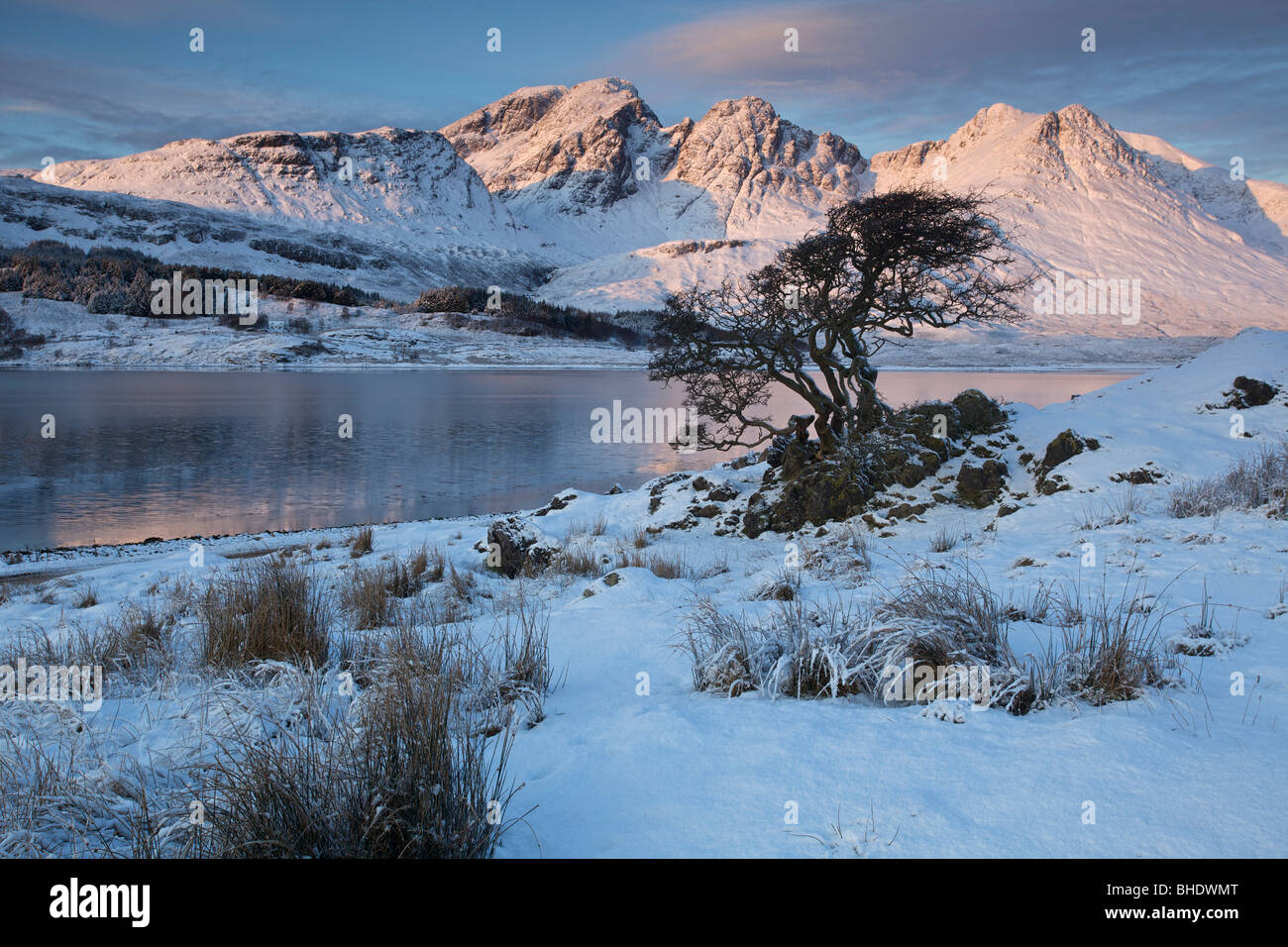 Tree on a rock with a snow covered Blaven (Blabheinn) in the background ...
