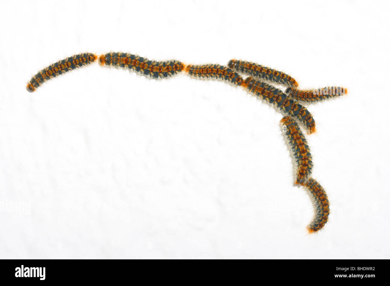 Pine Processionary Moths (Thaumetopoea / Traumatocampa pityocampa ...