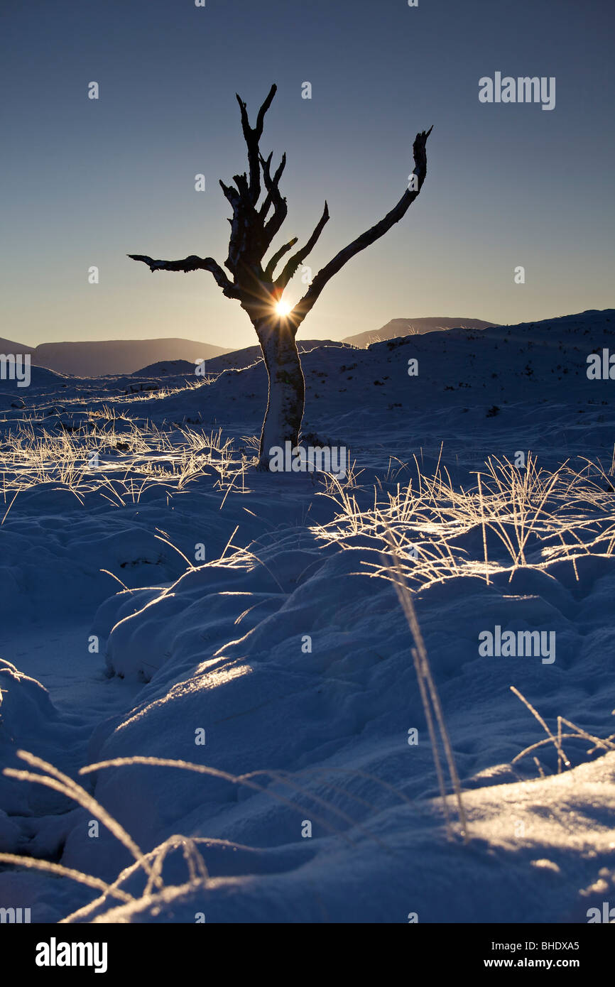 Dead tree in the snow at sunrise, Rannoch Moor, Highlands, Scotland ...