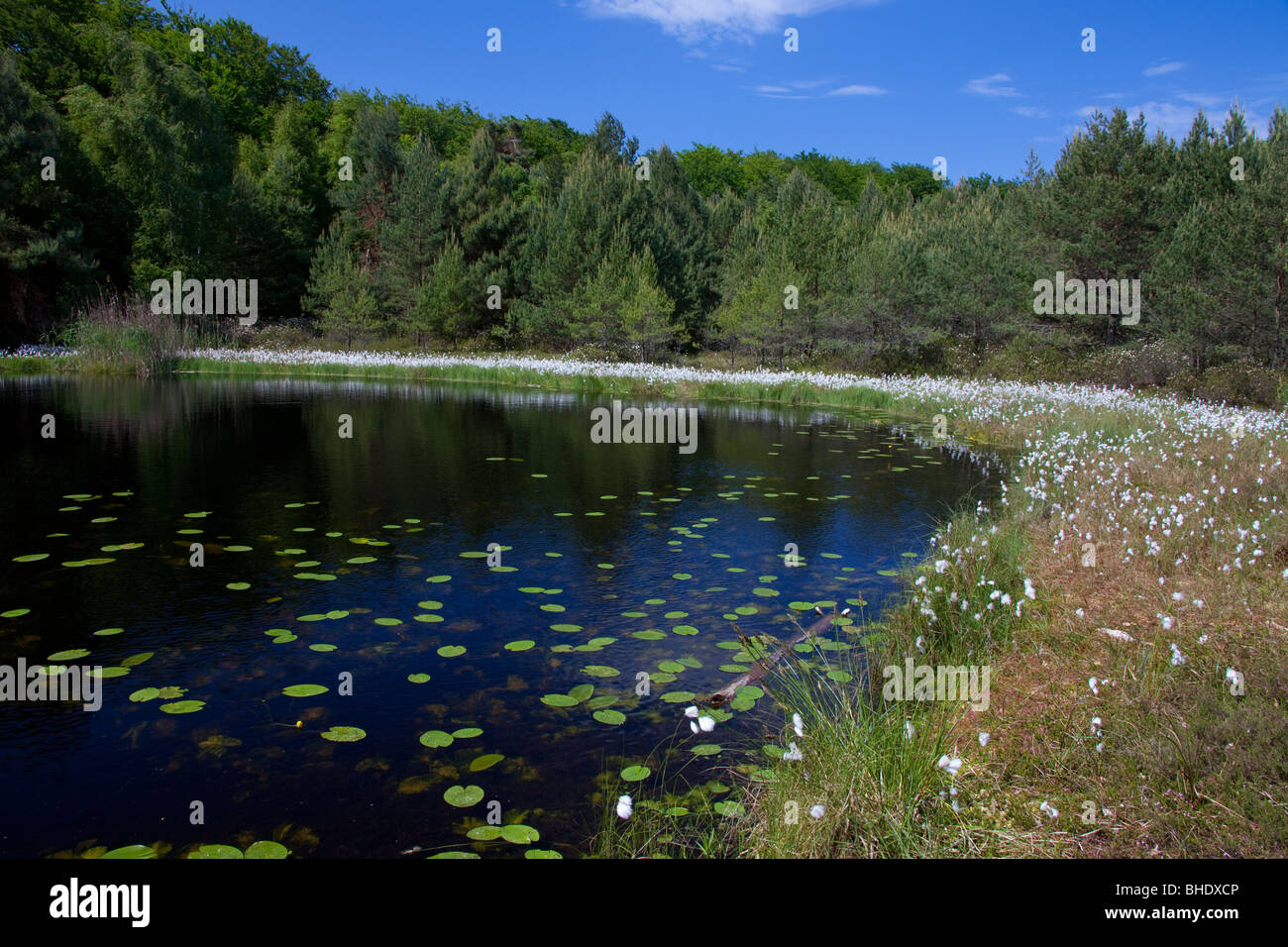 Bog scenery hi-res stock photography and images - Alamy