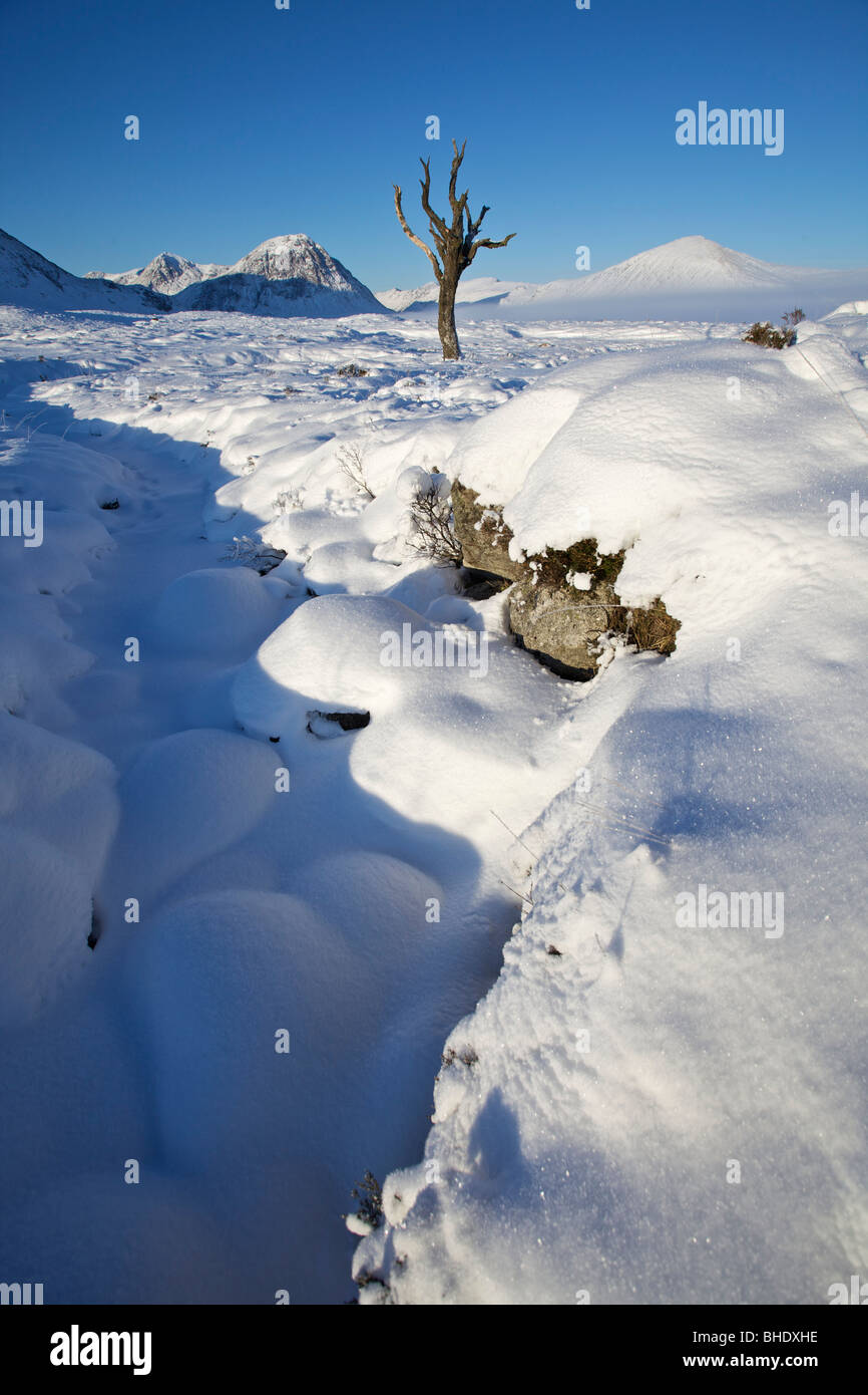 Dead tree in the snow at sunrise, Glen Coe, Highlands, Scotland Stock ...