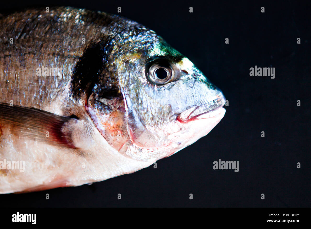 Black bream hi-res stock photography and images - Alamy