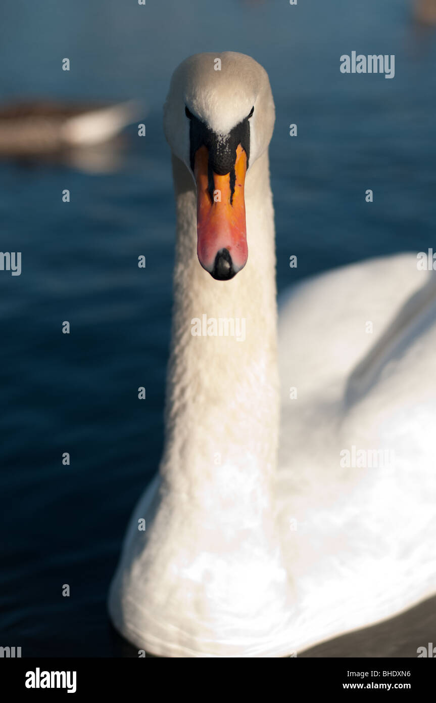 Swan facing hi-res stock photography and images - Alamy