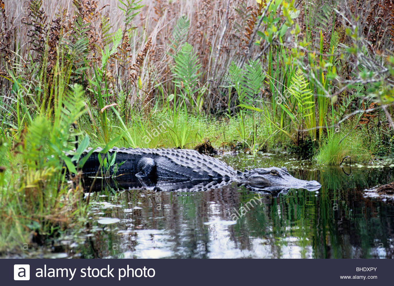 Okefenokee High Resolution Stock Photography and Images - Alamy
