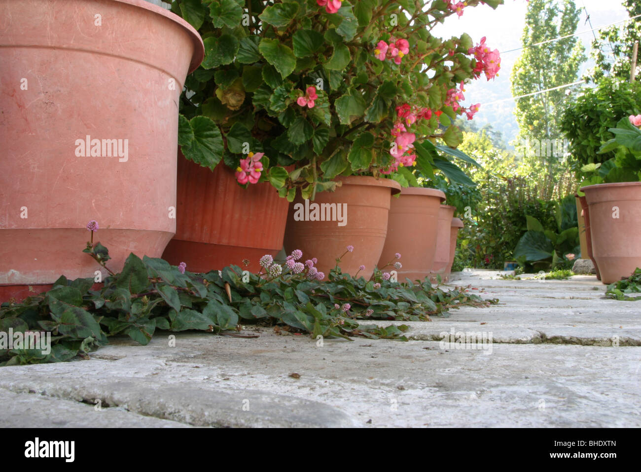 Greek flower pots hi-res stock photography and images - Alamy