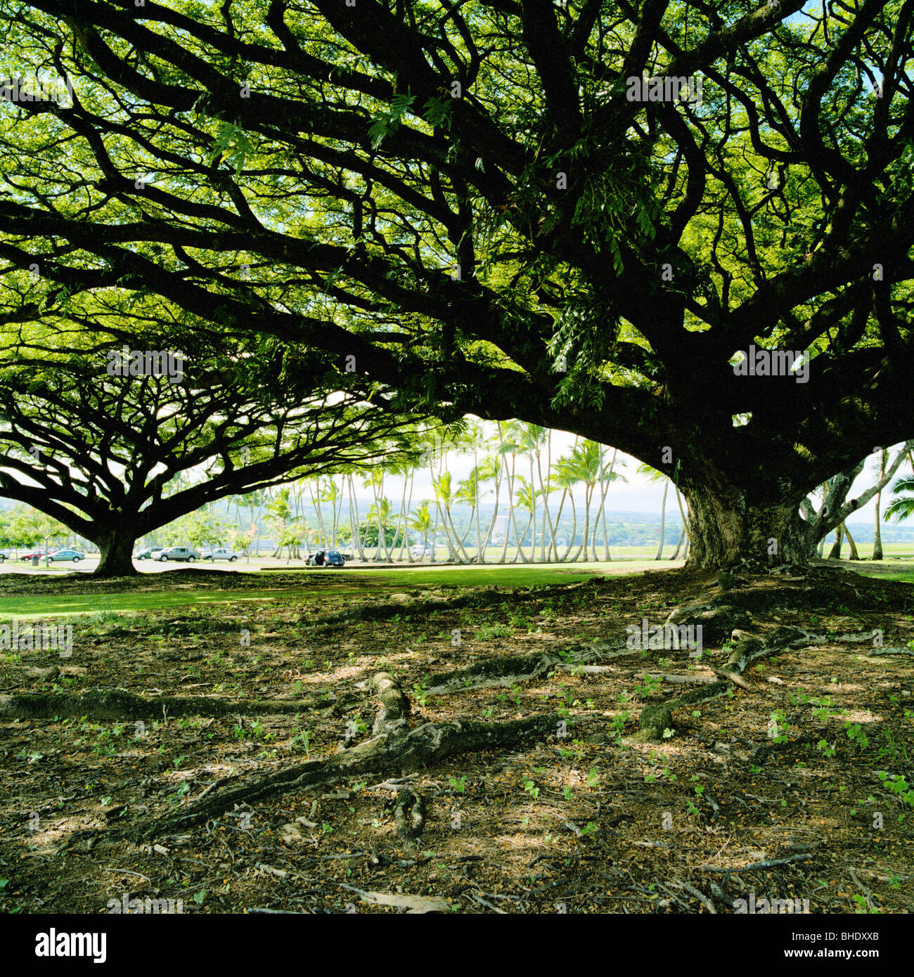 Monkeypod tree hi-res stock photography and images - Alamy