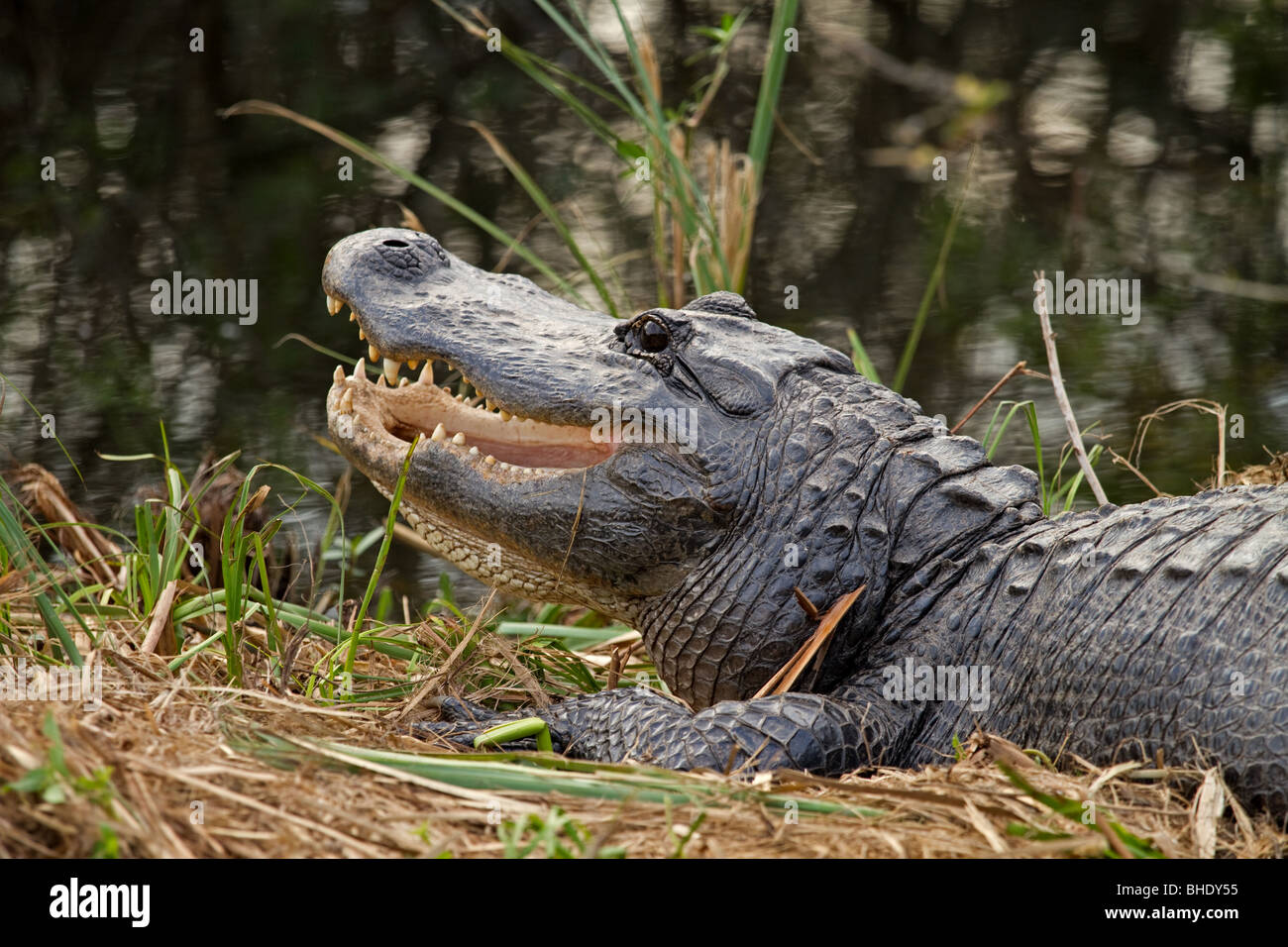 Alligator showing teeth hi-res stock photography and images - Alamy