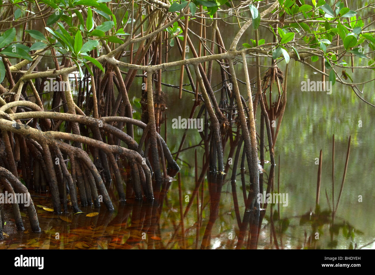 Roots horizontal root system hi-res stock photography and images - Alamy