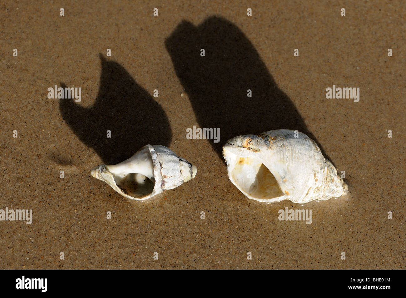 Dog whelk shells Stock Photo - Alamy