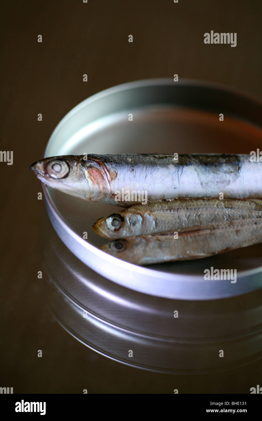 Saltwater fishes hi-res stock photography and images - Alamy