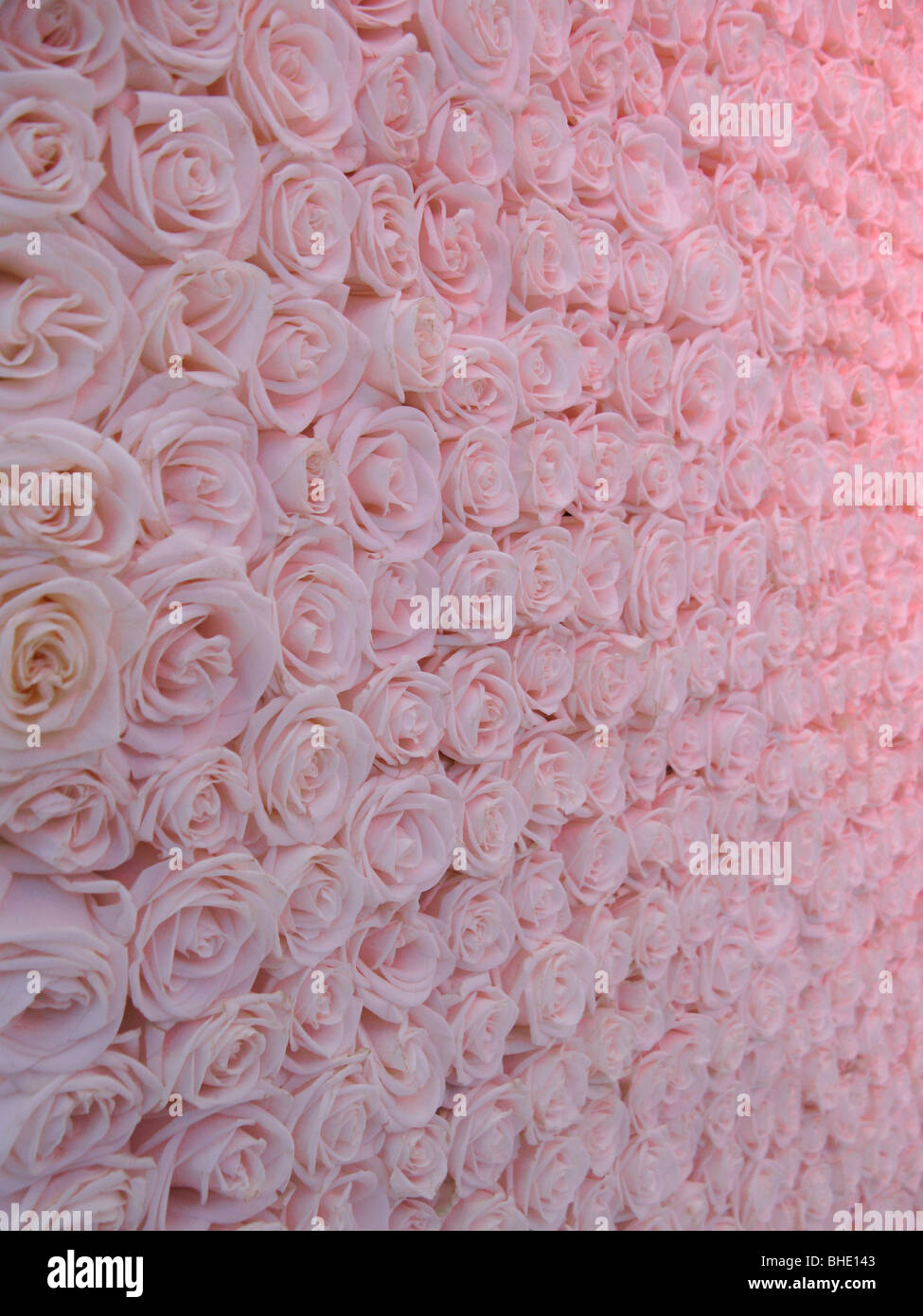 wall of pink roses Stock Photo - Alamy