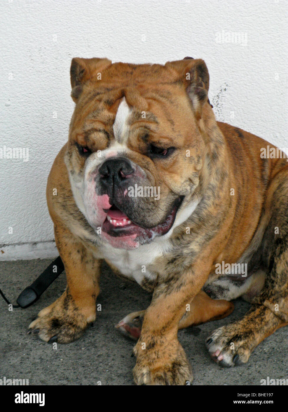 Sitted dog hi-res stock photography and images - Alamy