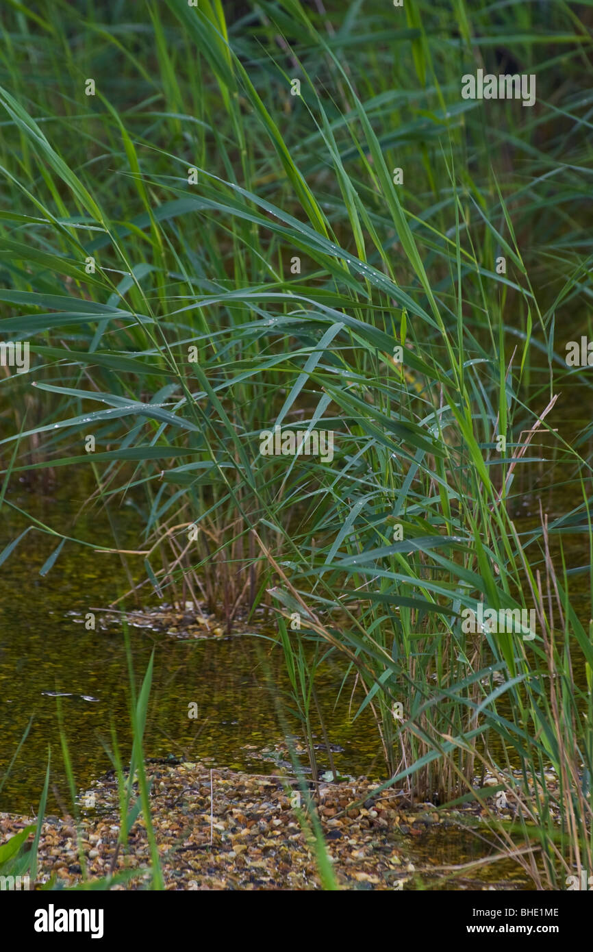 Gravel pond hi-res stock photography and images - Alamy