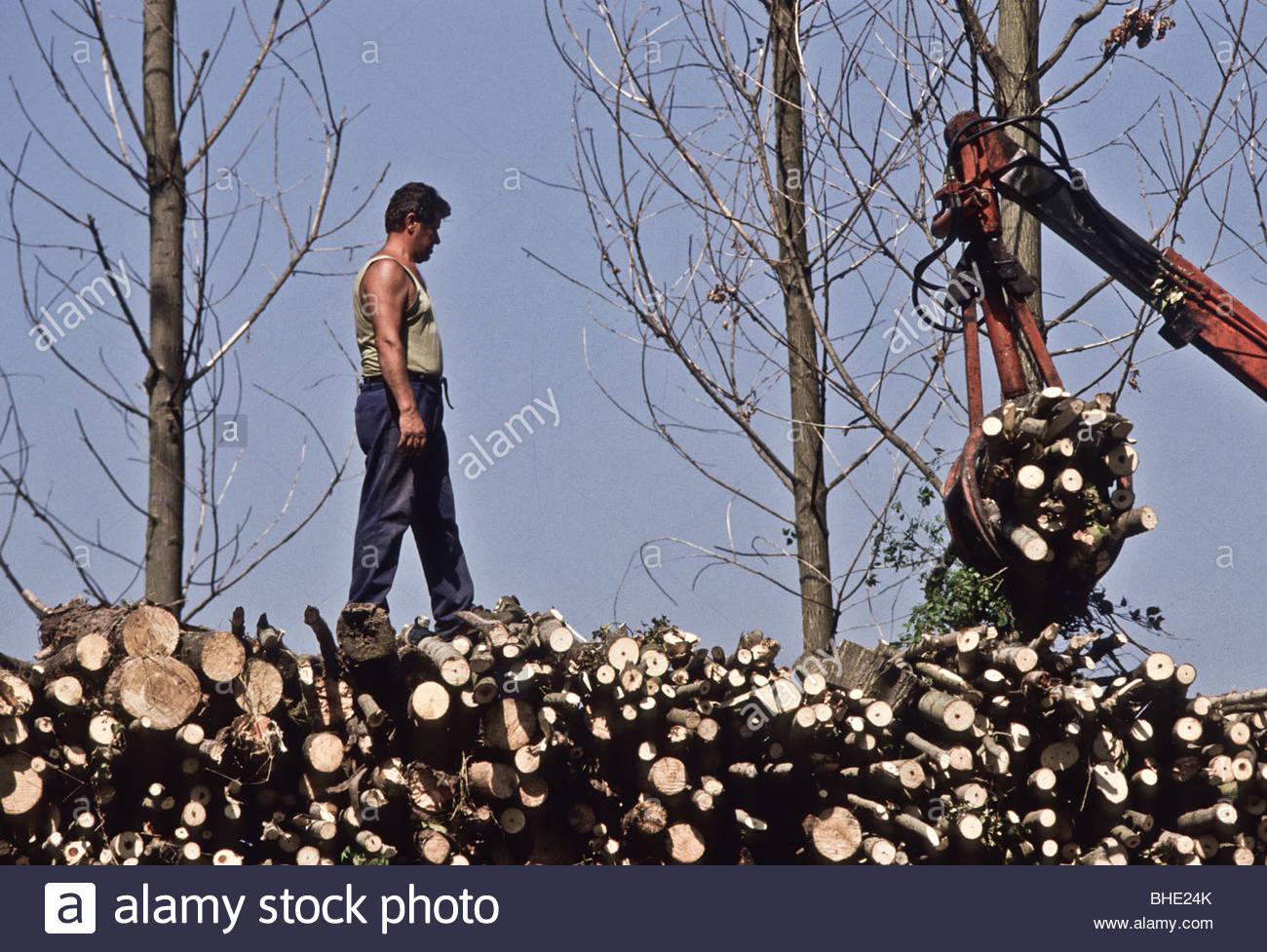 Woodsman Stock Photos & Woodsman Stock Images - Alamy