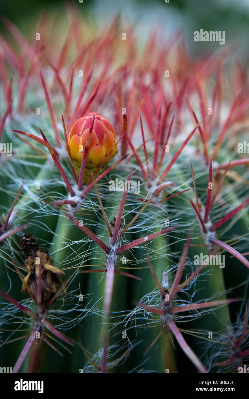 Cactus italy hi-res stock photography and images - Alamy