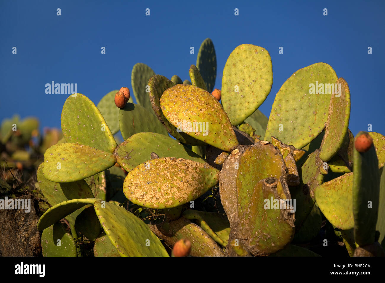 Cactus italy hi-res stock photography and images - Alamy