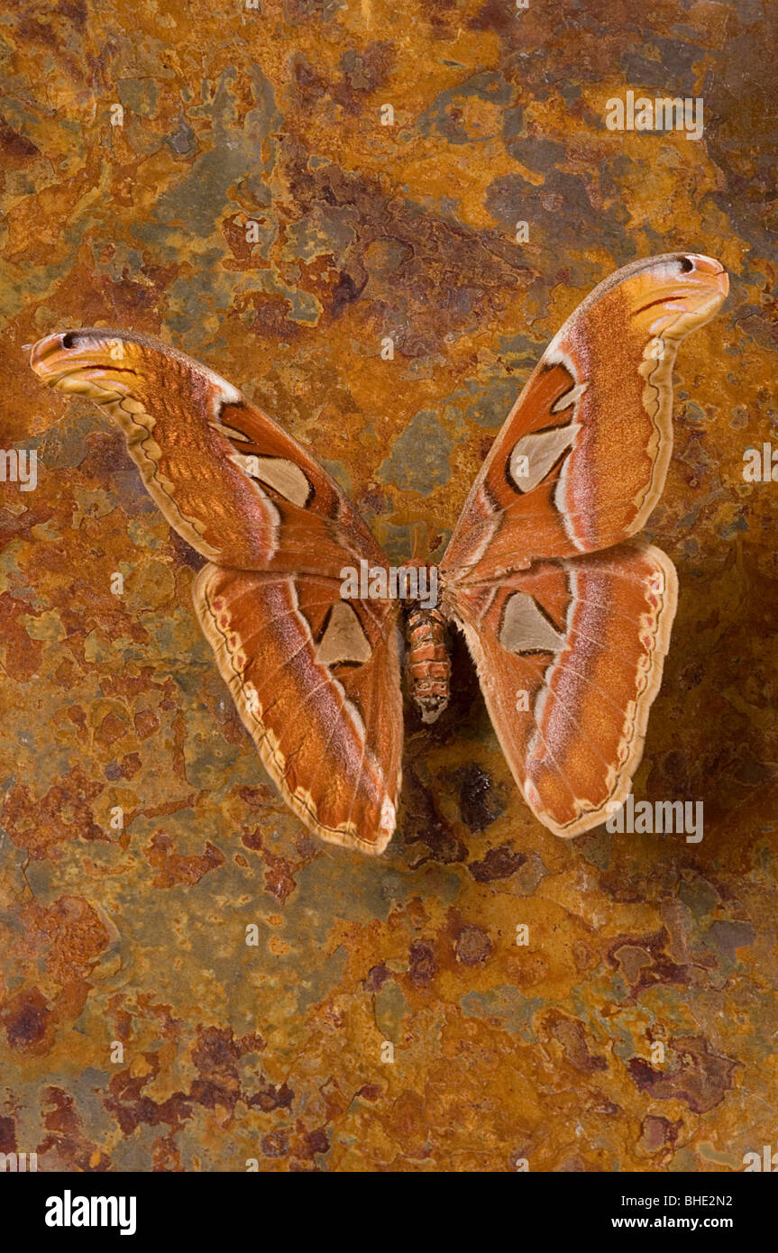 Moth patterns hi-res stock photography and images - Alamy