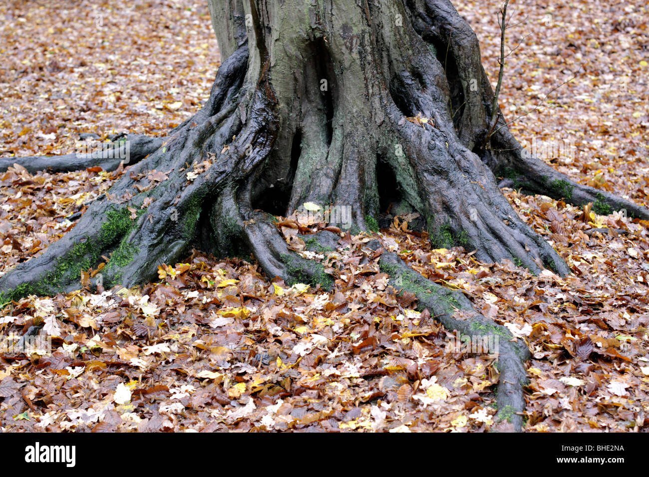 Tree stump in a North London park Stock Photo - Alamy