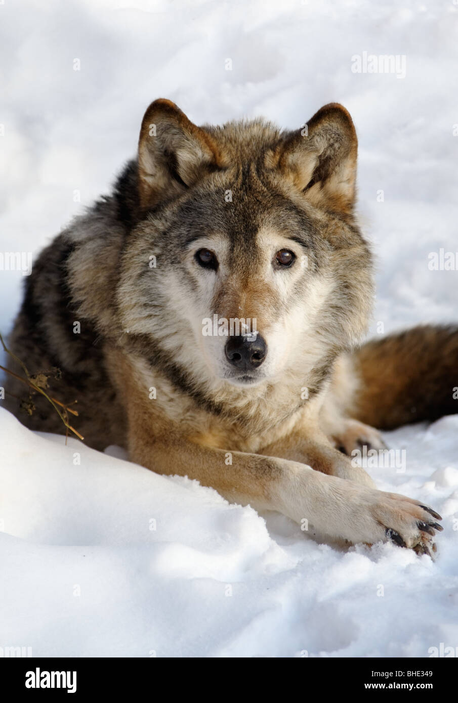 Grey wolf in a Moscow Zoo Stock Photo - Alamy
